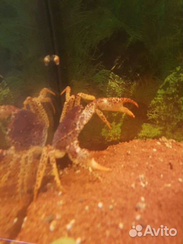 Краб пресноводный