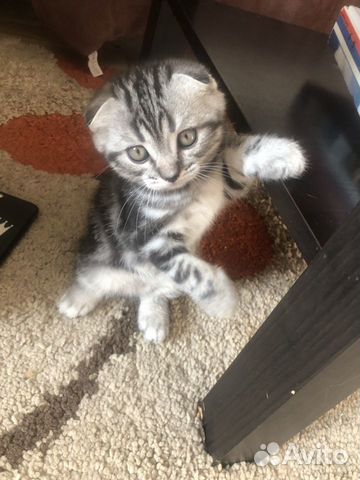Шотландский вислоухий котик