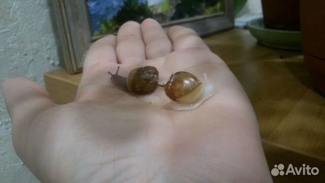 Улитка родостом