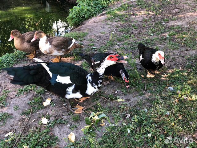 Семья мускусных уток