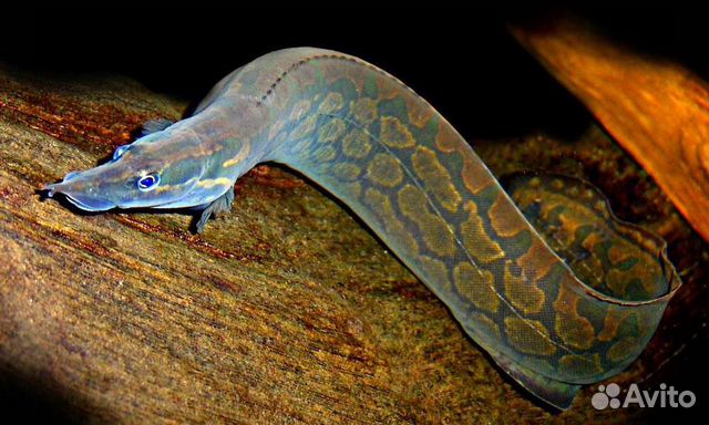 Мастацембел Арматус