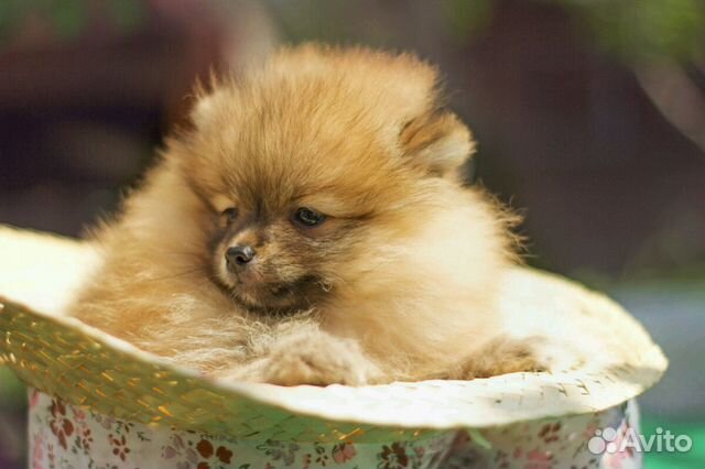 Малыши шпица
