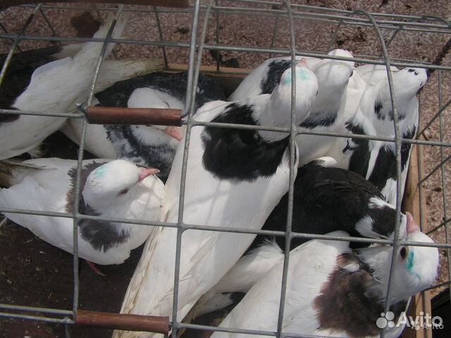 Голуби гривуны