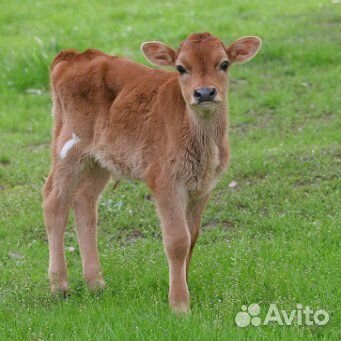 Молочная тёлочка и бычок 6 мес