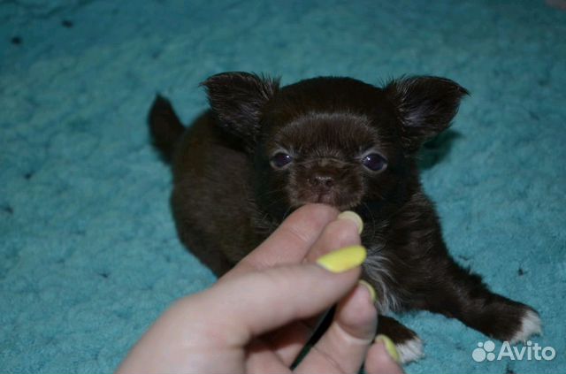 Чихуахуа Мальчик Мини