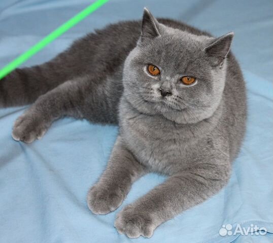 Британские котики С прививками