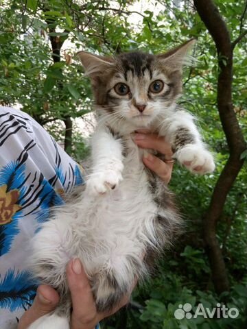 Котенок с карими глазами