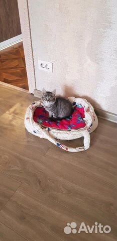 Лапочка Котик