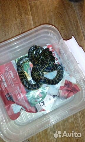 Парагвайская анаконда