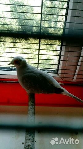 Продаю певчего попугая,самец бриллиантовую горлицу