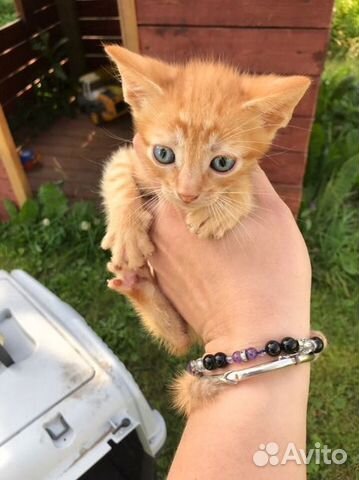 Рыжие котята 1.5 мес и мальчики и девочки