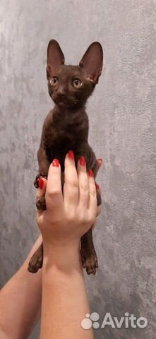 Котята Корниш-рекс