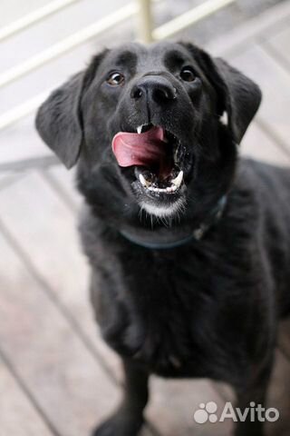 Метис лабродора в добрые руки