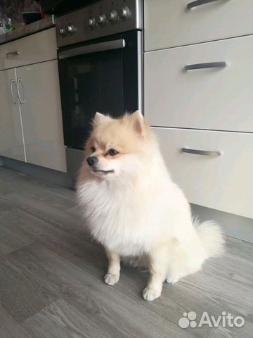 Немецкий малый шпиц вязка