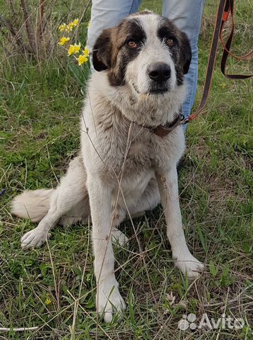 Барон в добрые руки