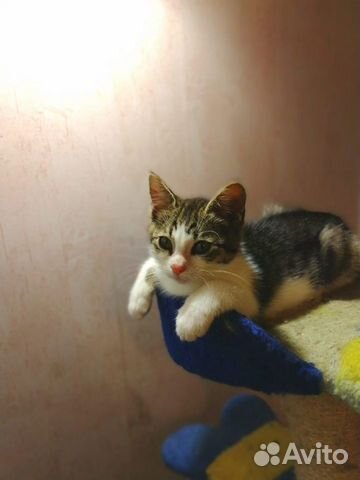 Котёнок девочка 2 мес в добрые руки