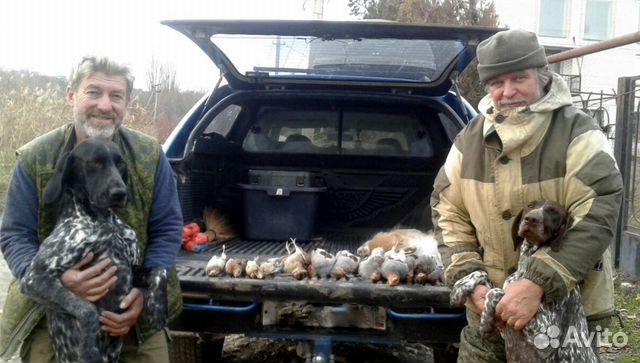 Щенки немецкого курцхаара от рабочих родителей