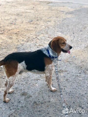 Орион ищет свой дом