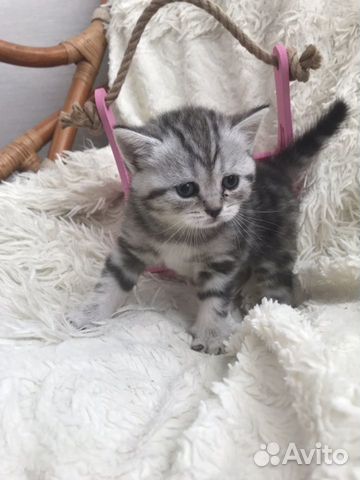 Котенок шотландской породы (Девочка)