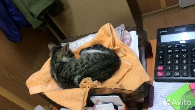 Котик с египетскими глазками