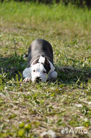 Красотка Амстаффик