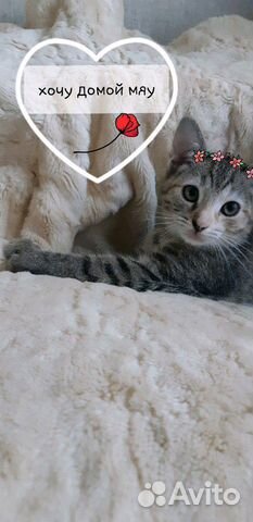 Котёнок. Мягкий комочек счастья. Девочка