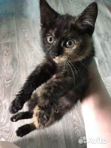 Котёнок-черепашка