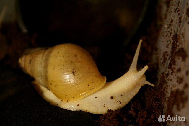 Ахатина фулика альбино боди в добрые руки