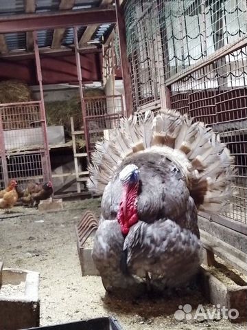 Индюшата