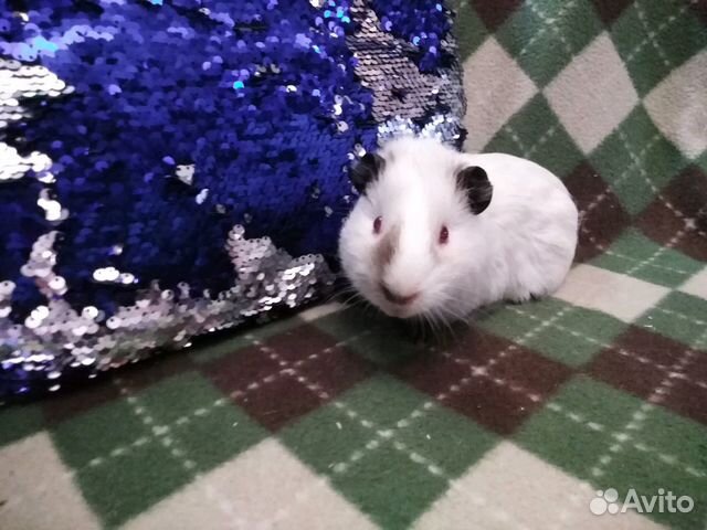 Морская свинка мальчик