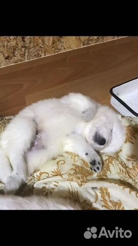 Щенки самоеда медвежьего типа