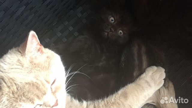 Котята шотландцы