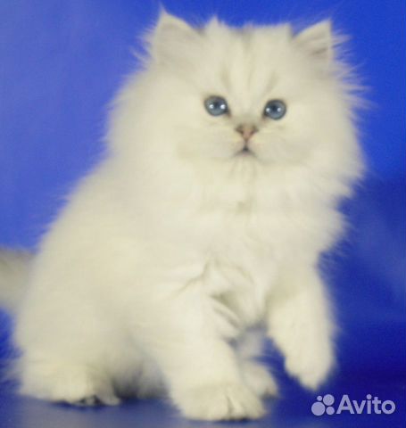 Питомник:serenade silver valley