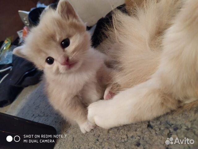 Три рыжих пушистика