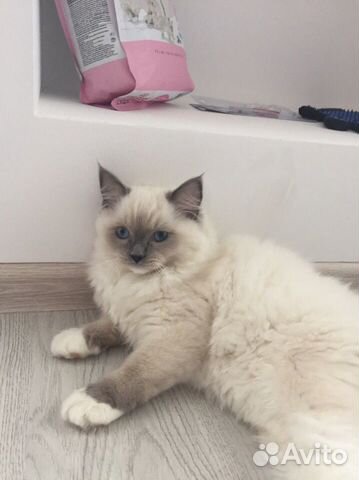 Котенок Рэгдолл мальчик Шоу