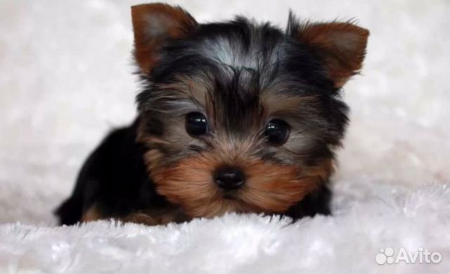 Щенки Йорка