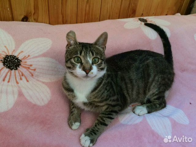 Яша хочет домой