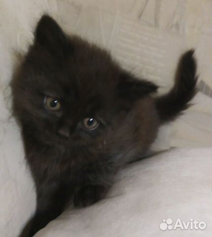 Красивенькая черная кошечка, 3 месяца
