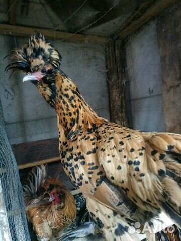 Куры Павловские