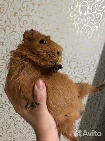 Морские свинки