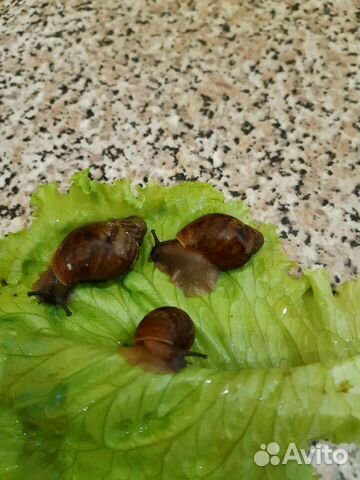 Архахатина папирацея