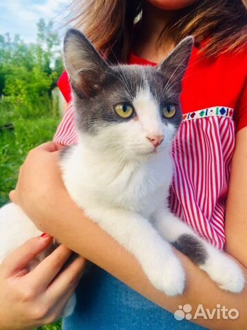 Котёнок ищет дом