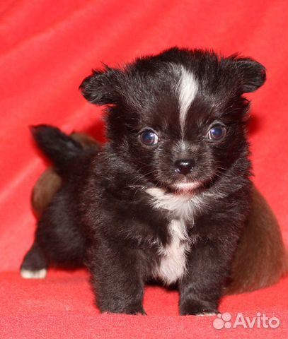 Девочка и ее малинник