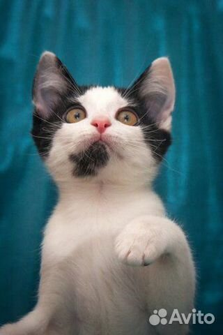Котенок Алекс