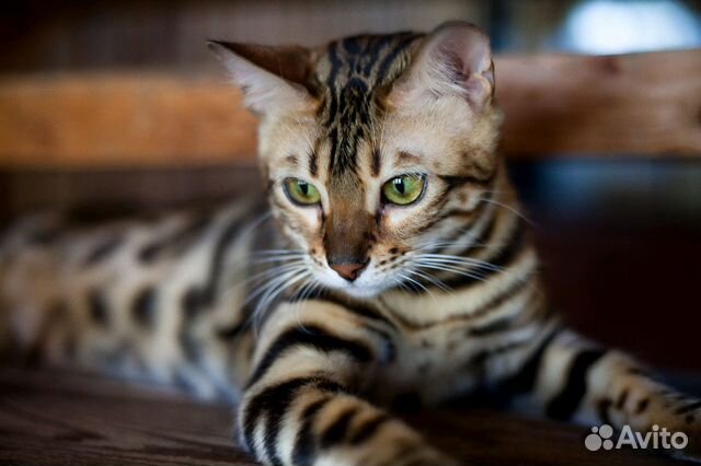 Кошка в разведение