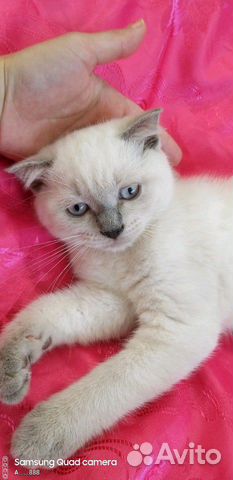 Котята плюшевые шотландскиe