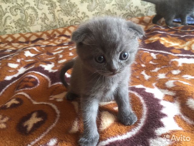 Котята Шотладцы чистокровные