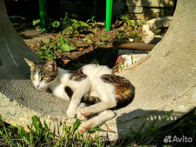 Молодая кошечка Муся ищет домик