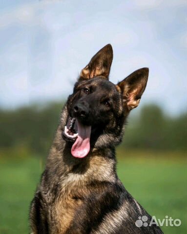 Щенки немецкой овчарки рабочего разведения