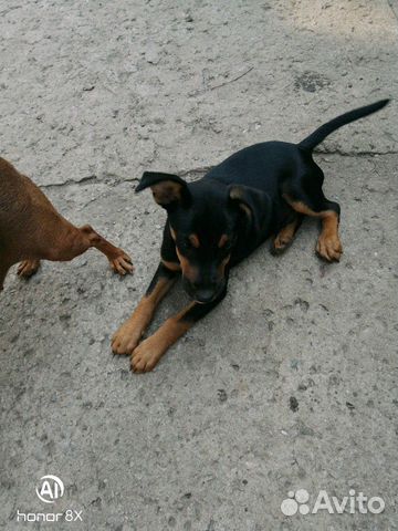 Пинчеренок